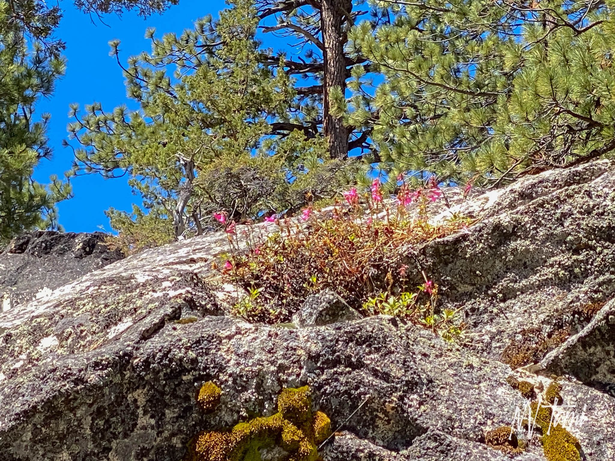 Snowshoe Thompson's Cave - Nevada Ghost Towns & Beyond