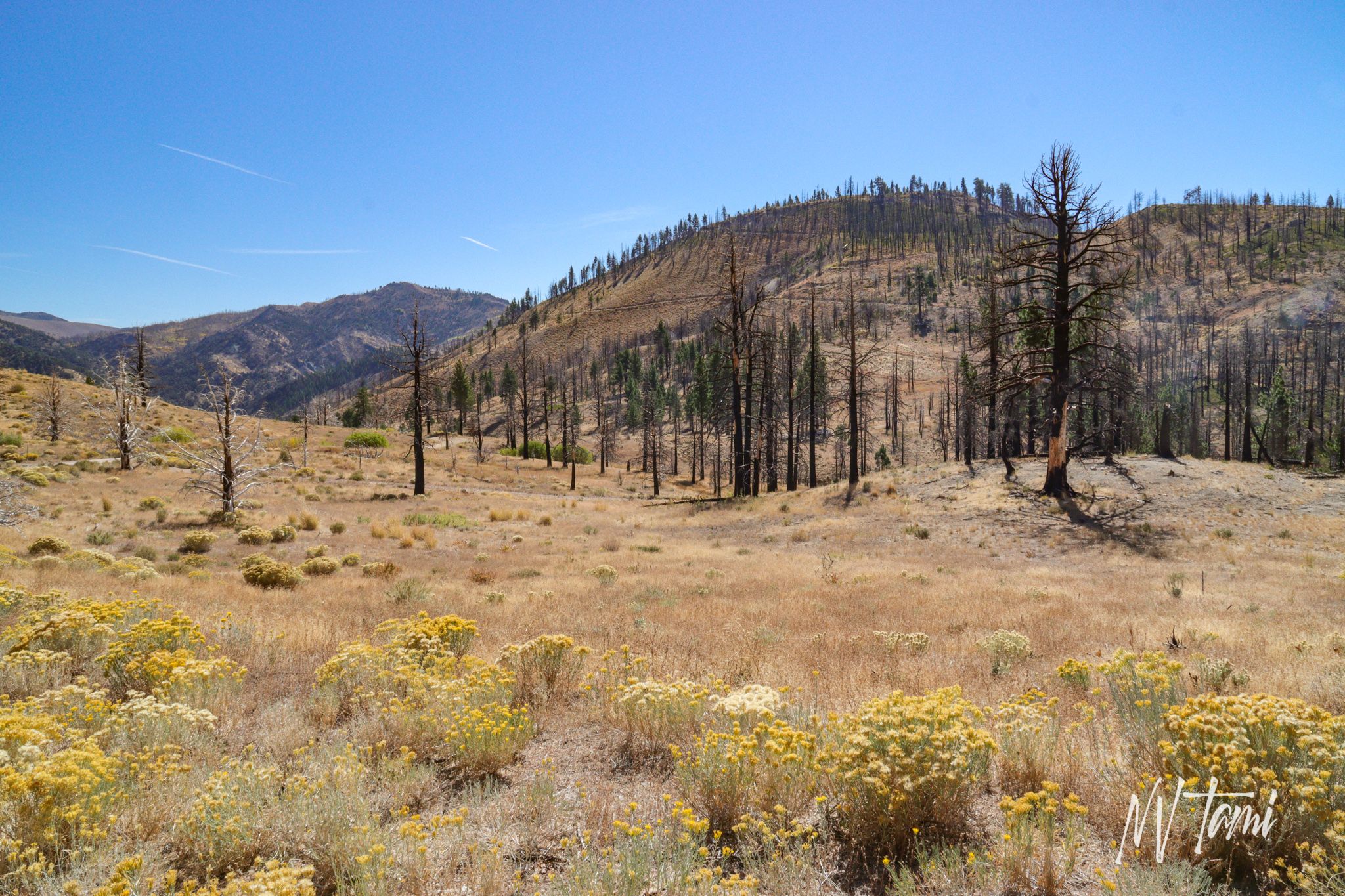 Mogul, Morningstar and Curtz Mines, California - Nevada Ghost Towns ...