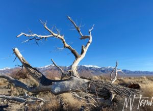 Dixie Valley: Tanks and Taquitos - Nevada Ghost Towns & Beyond